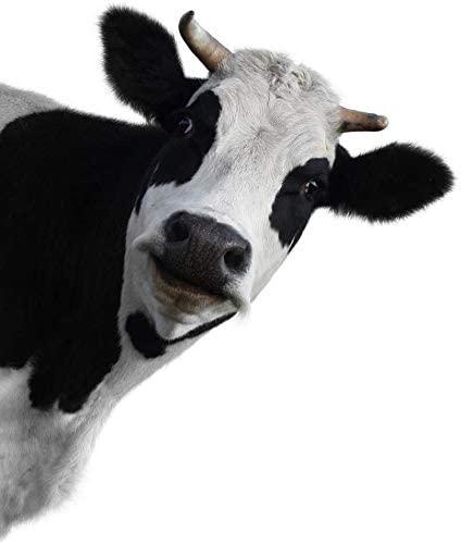 MOOOO OVER! by Sean Matteson - Trading Paints