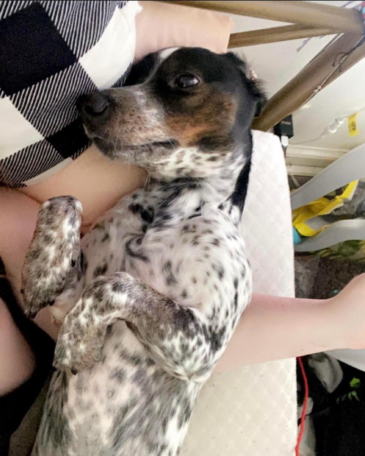 2023 lmsc winnie gspss by Caleb Oliver - Trading Paints