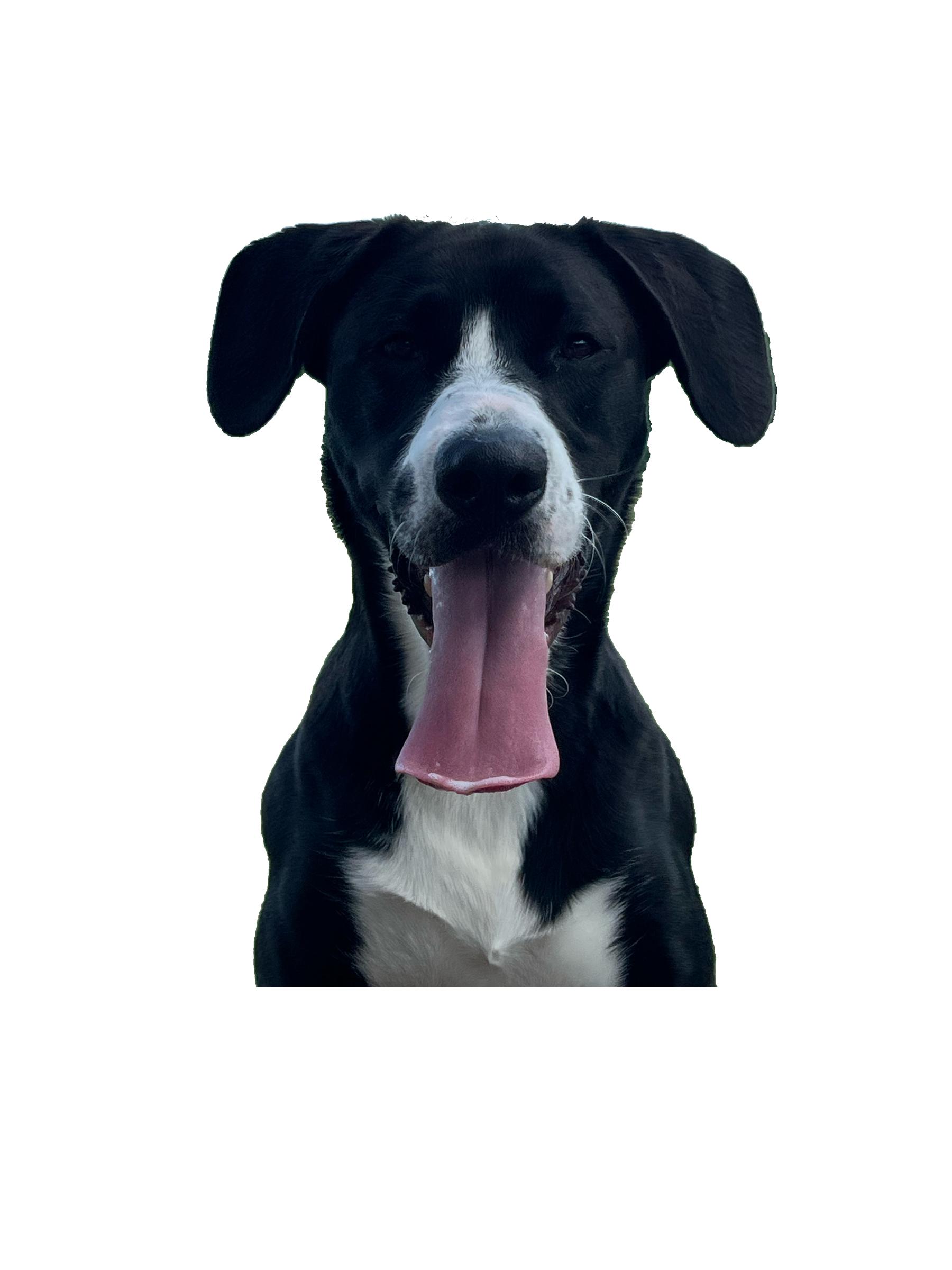 Josh IR18 by Michael Gervy - Trading Paints