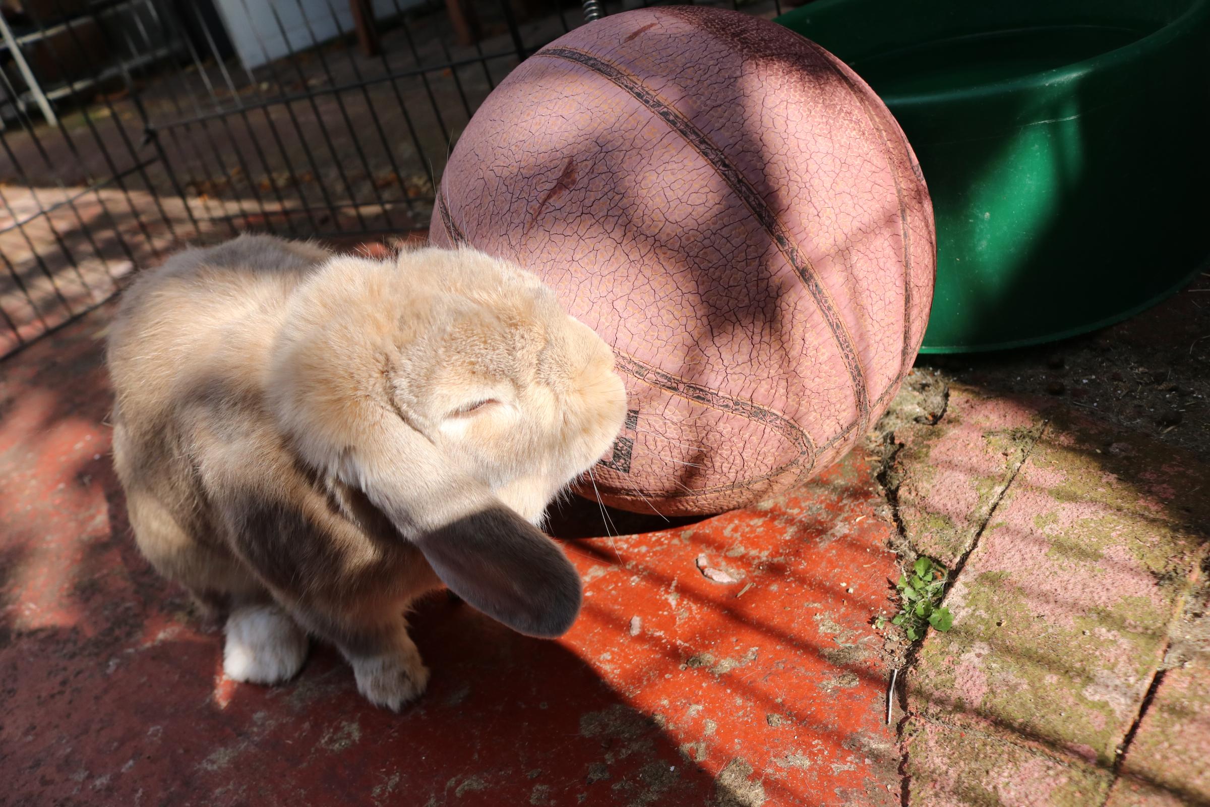 oiwarasdpf by Peter Serrano - Trading Paints