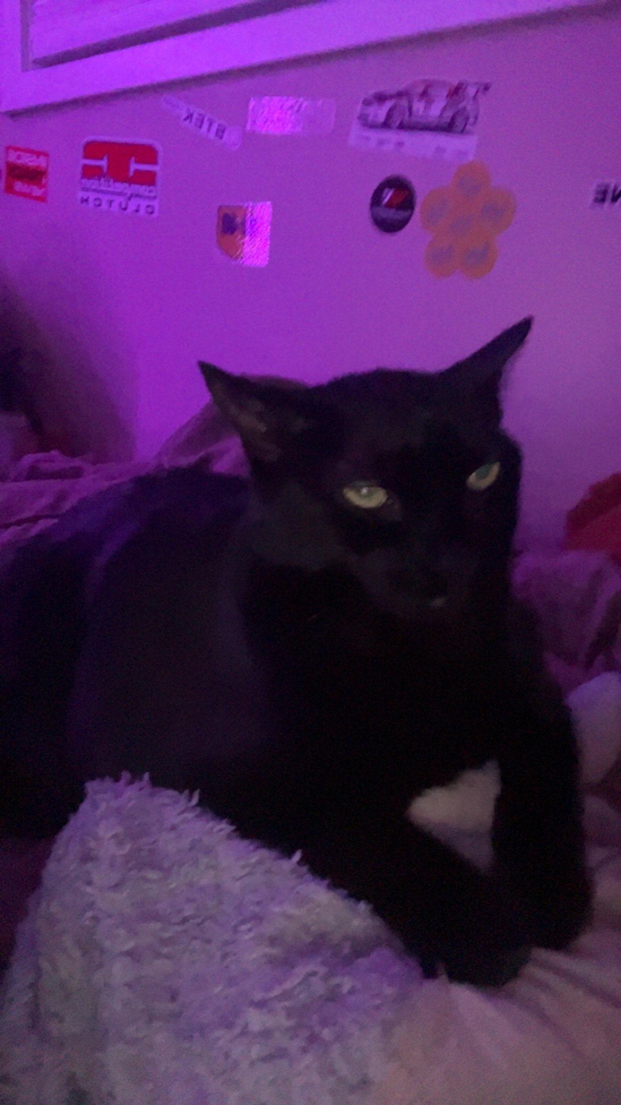 Perry by Riley Bennett - Trading Paints